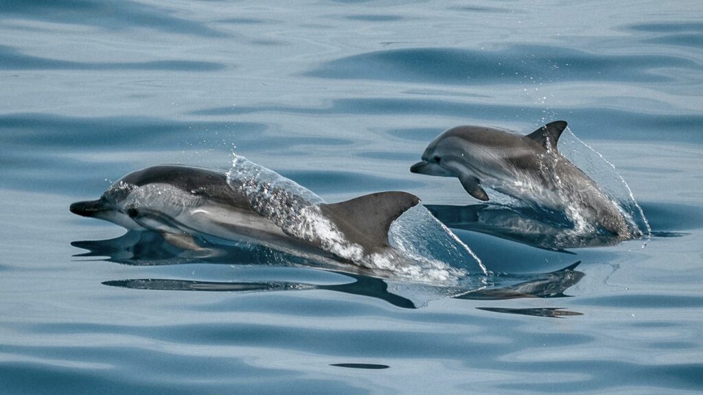 TVD’s 2025 Oceans: Humans’ Impact on Fish & Biodiversity – The Vegan Digest